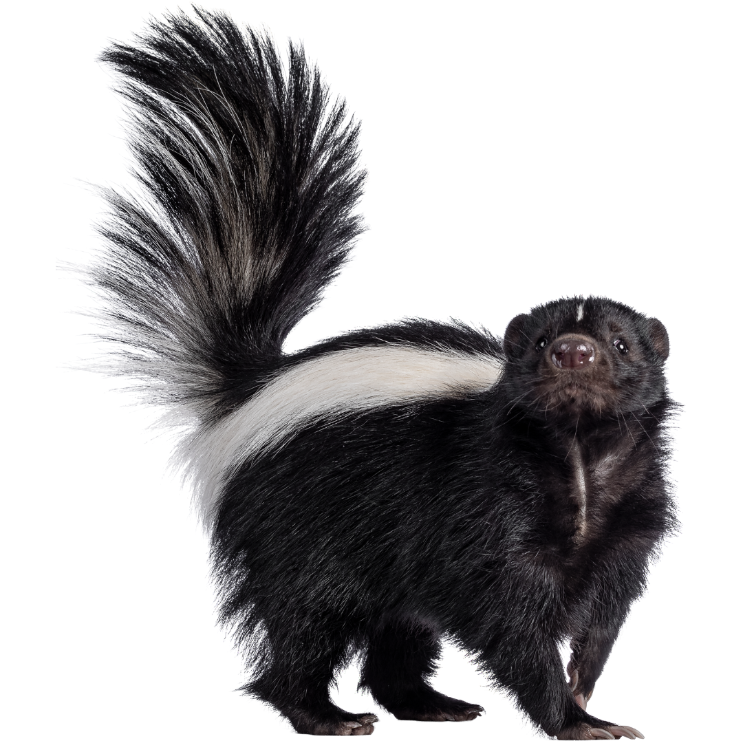 3 Fun Activities for your A Boy Called BAT Reading Unit - Chocolate ...